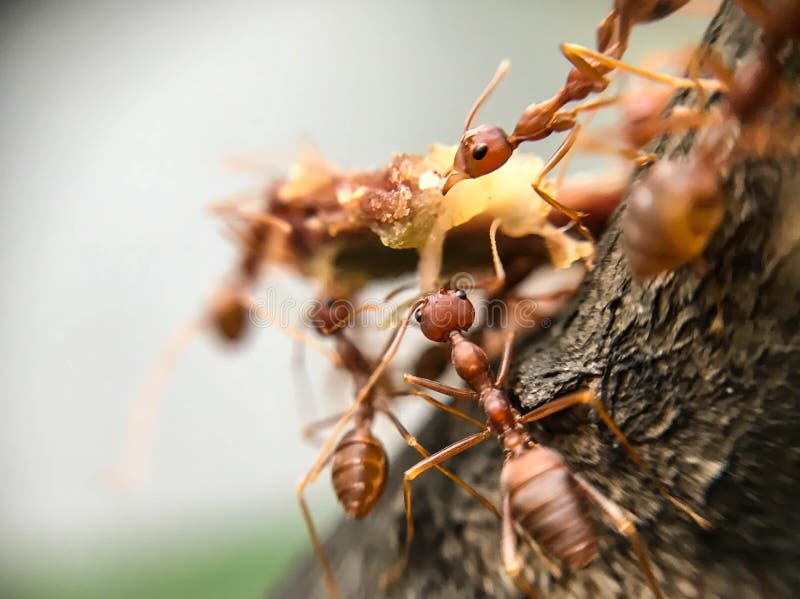 Group of Ant Carrying Food on Tree Stock Photo - Image of closeup ...
