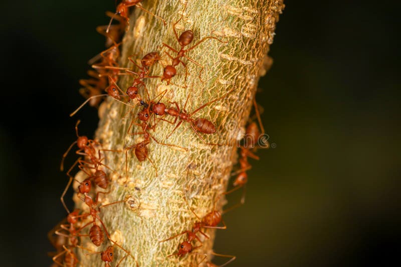 Group Red Ant on Tree in Nature Stock Image - Image of garden, nature ...