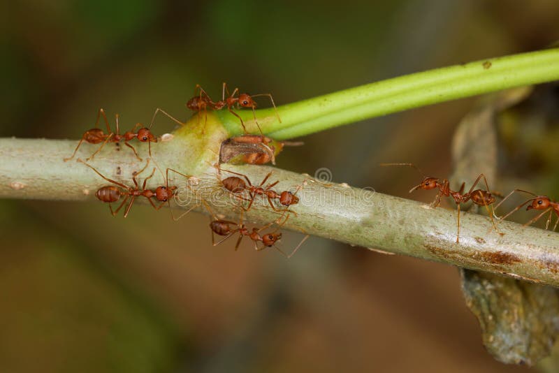 Group Red Ant on Tree in Nature Stock Image - Image of detail, fire ...