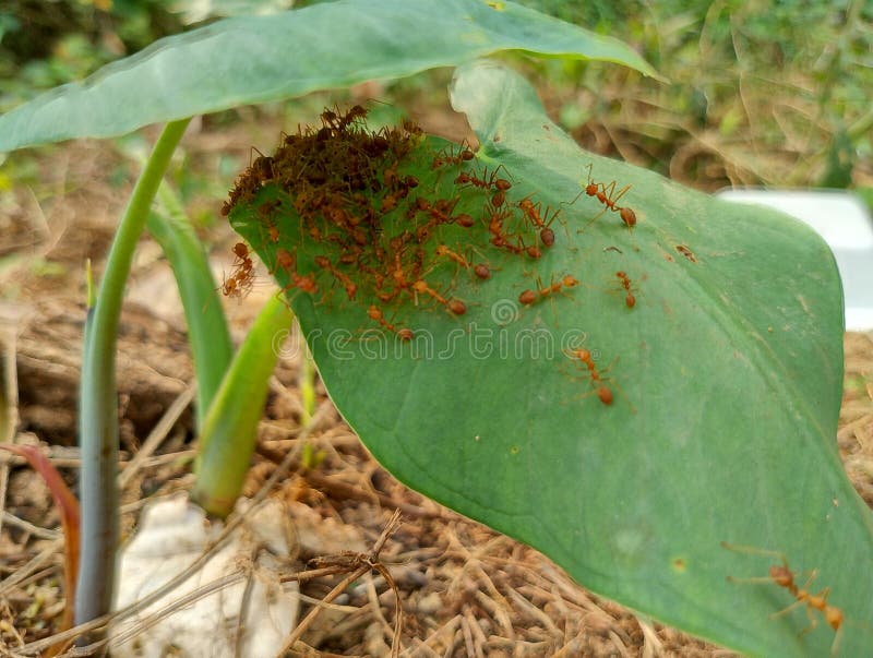 A Group of Red Ants Build a Nest Stock Photo - Image of leaves, build ...
