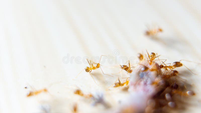 Group Red Ants Eating Dead Lizard Ceramic Tile Stock Photos - Free ...