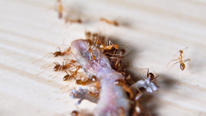 A Group of Red Ants Eating a Dead Lizard on a Ceramic Tile Stock Video ...