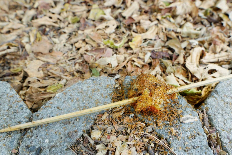 Group of Red Ants Eating Food on the Floor. Stock Image - Image of ...
