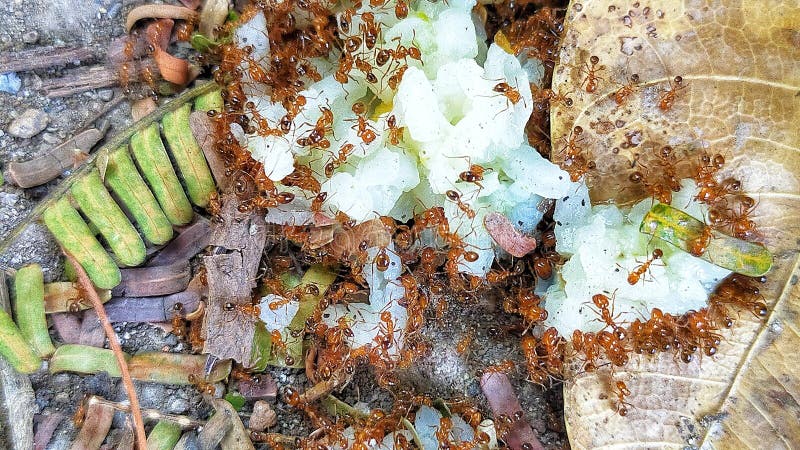 A Group of Red Ants Eating Rice that Fell on the Ground Stock Photo ...