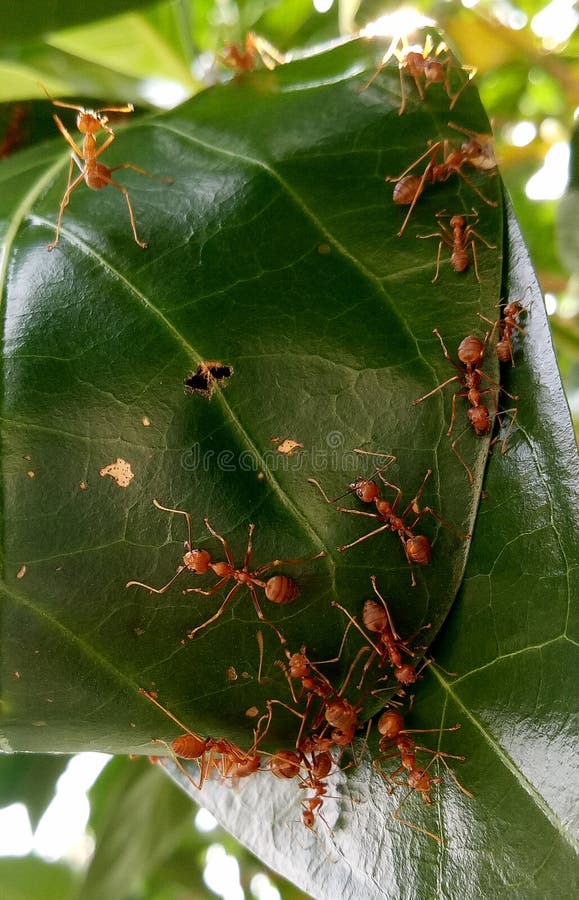 Group of Red Ants on a Leaf Stock Image - Image of ants, insect: 153247497