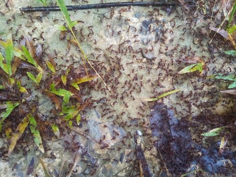 Ant red stock photo. Image of autumn, wildlife, green - 250792402