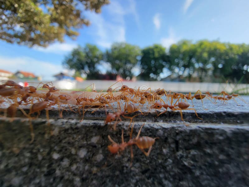A Group of Red Ants is Marching in Look for Some Food Stock Photo ...