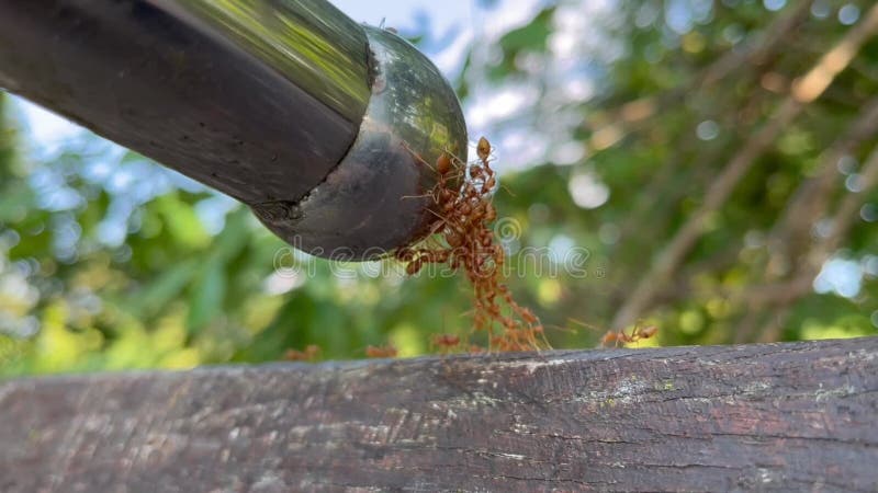 Group of Red Ants Walking in a Line on a Metal Pipe, with Some Ants ...