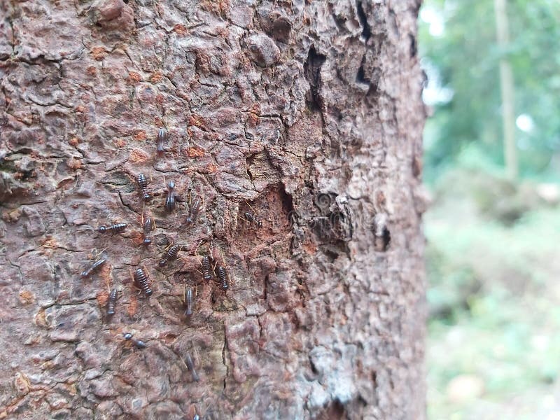 A Group of Red Ants that Were Gathered on the Pine Tree Stock Photo ...