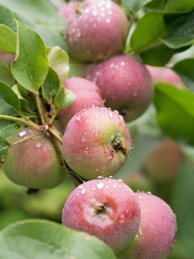 Fresh Apples Covered by Rain Drops on the Apple Tree with Green Leaves ...
