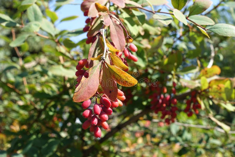 Group of Red Berries of Berberis Vulgaris Stock Image - Image of crop ...