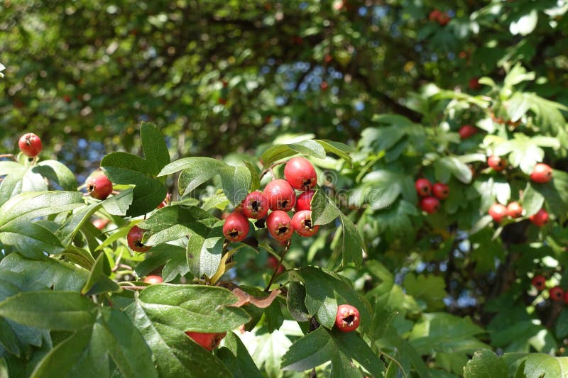 Group of Red Berries in the Leafage of Hawthorn in September Stock ...