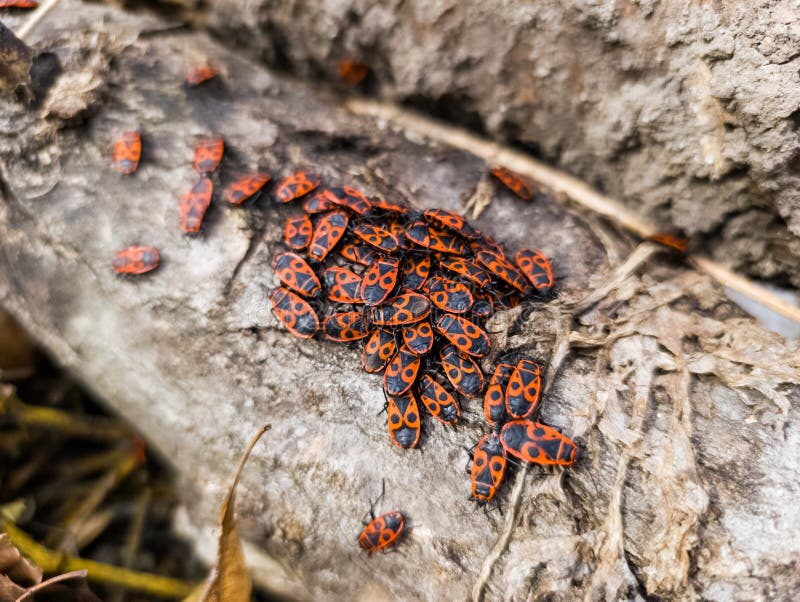 Group Red Black Bugs Sitting Tree Trunk Stock Photos - Free & Royalty ...