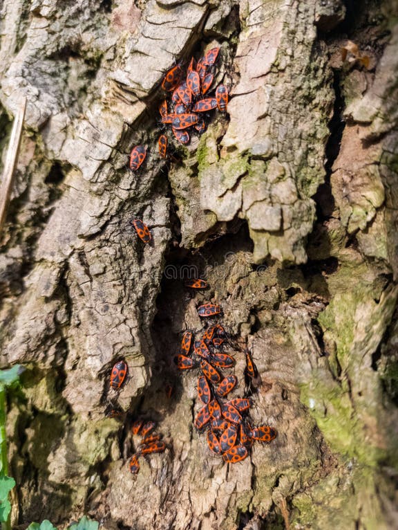 A Group of Red and Black Bugs on a Tree Trunk Stock Photo - Image of ...