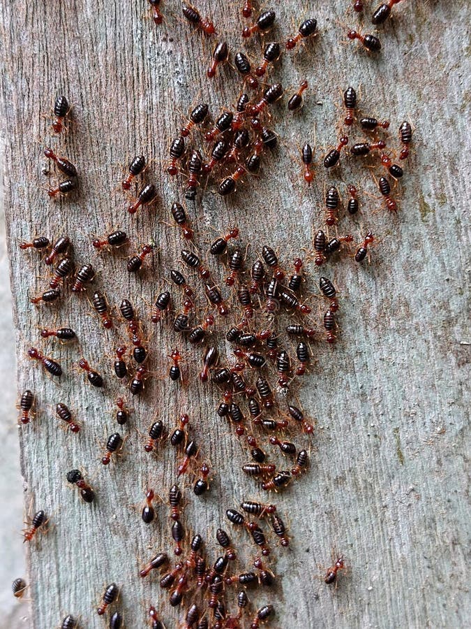 A Group of Red and Black Termites on the Surface Stock Photo - Image of ...