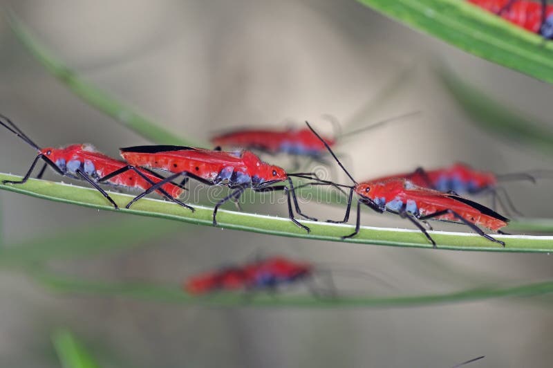 Group of red bug stock photo. Image of forest, arthropod - 29849182