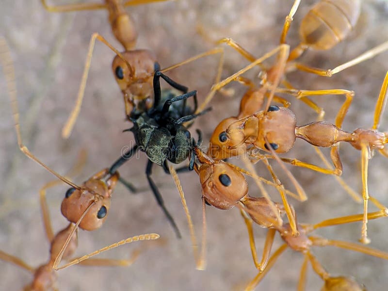 A Group of Red Bugs Eating a Black Spider Stock Photo - Image of wasp ...