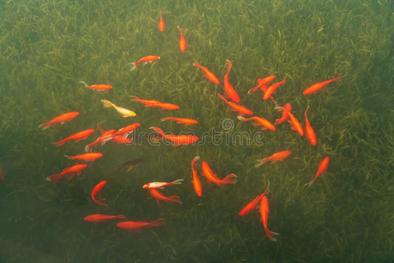 Group of Red Carp Fish Swimming in the Shallow Water Stock Image ...