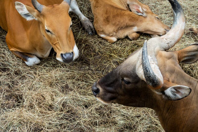 Red cow in farm stock photo. Image of animal, cattle - 124413792
