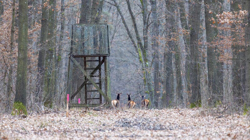 Group of Red Deer in the Forest in Autumn Next To the Hunting Lodge ...