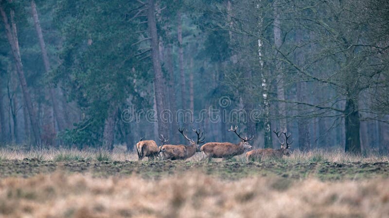 Group of Red Deer Stag in Field Walking into a Forest. Stock Photo ...