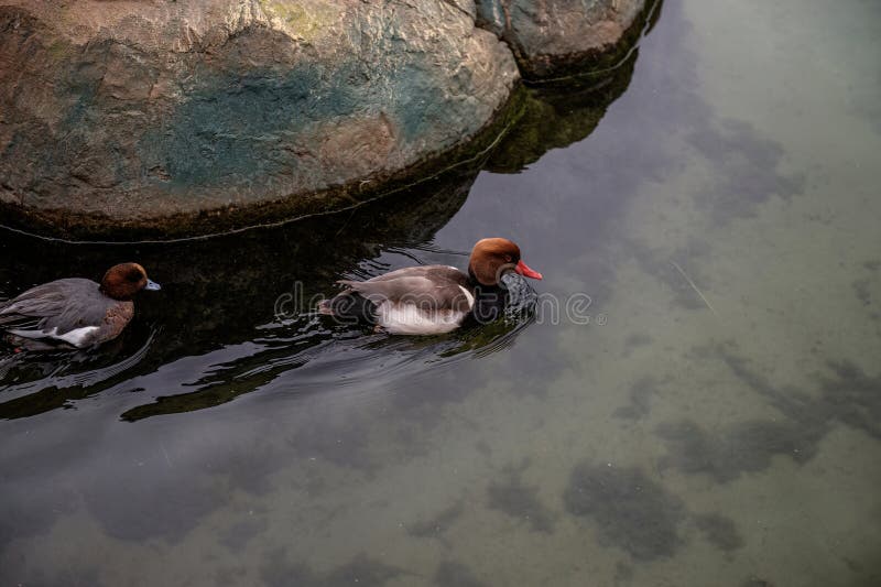 Group of Red Duck Ducks on a Rippled Pond Stock Photo - Image of ...