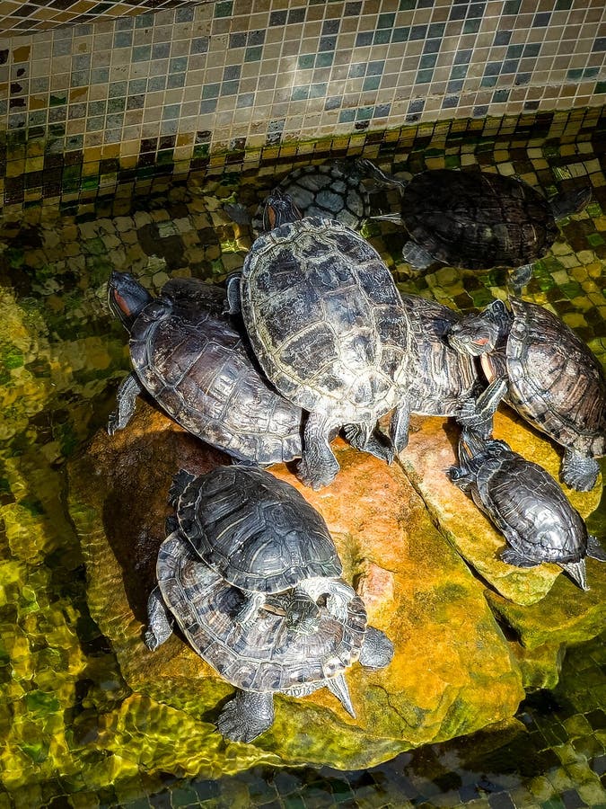 Group Red Ear Slider Turtles Stock Image - Image of conservation ...