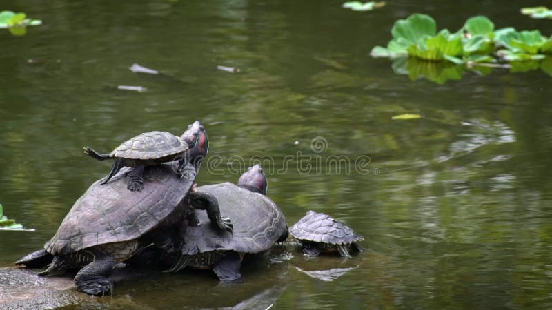 Group of Red-eared Slider Turtle in River Sunbathe To Regulate ...