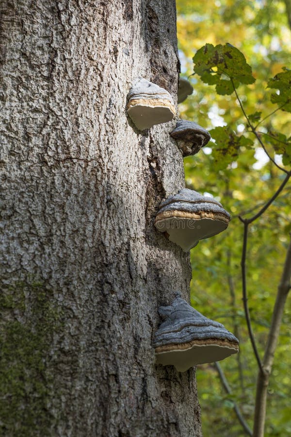 A Group of Red-edged Tree Sponge on the Tree Trunk in the Forest Stock ...