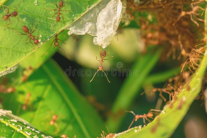 782 Fire Ant Walking Stock Photos - Free & Royalty-Free Stock Photos ...