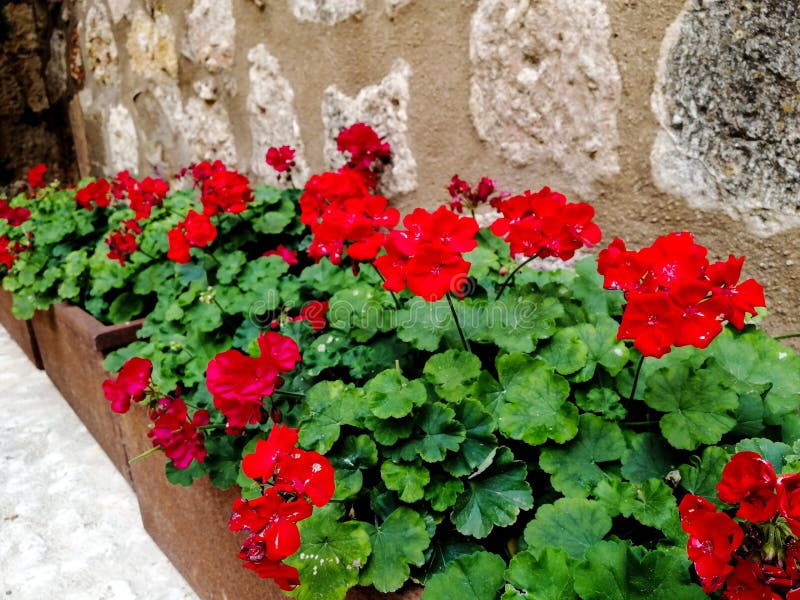 The group of red flowers stock image. Image of group - 161814109