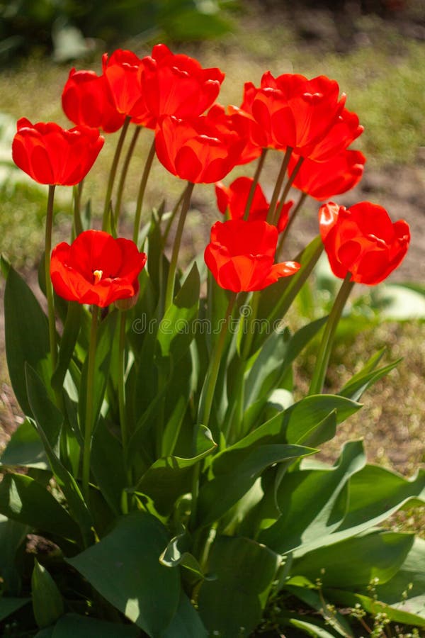 A Group of Red Flowers with the Word Tulips on Them Stock Image - Image ...