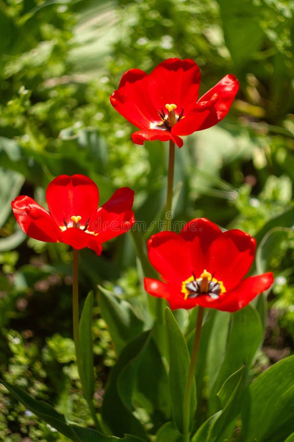 A Group of Red Flowers with the Word Tulips on Them Stock Photo - Image ...