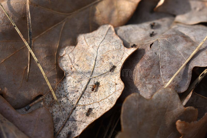 Group of Red Forest Ants on Dry Autumn Leaves Fallen on the Ground ...