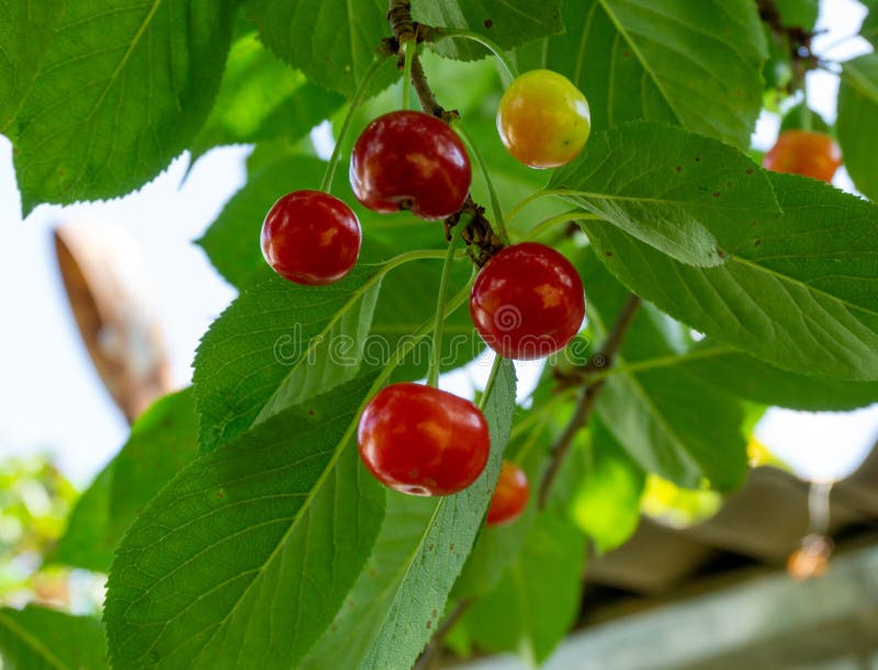 A Group of Red and Green Cherries and Sweet Cherries on a Tree among ...