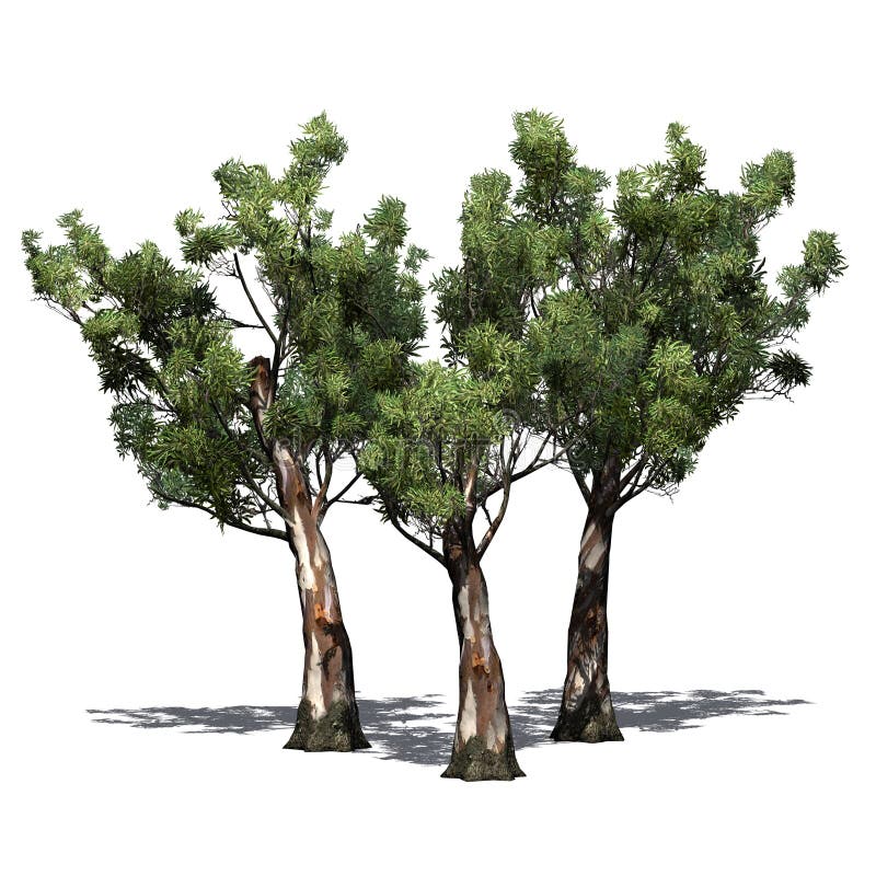 A Group of Red Gum Trees with Shadow on the Floor - Isolated on White ...