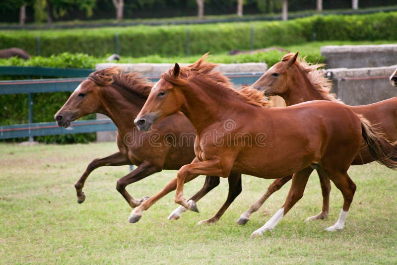 A group of red horses runs stock photo. Image of caballos - 251490236