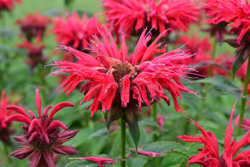 Monardo Stock Photos - Free & Royalty-Free Stock Photos from Dreamstime