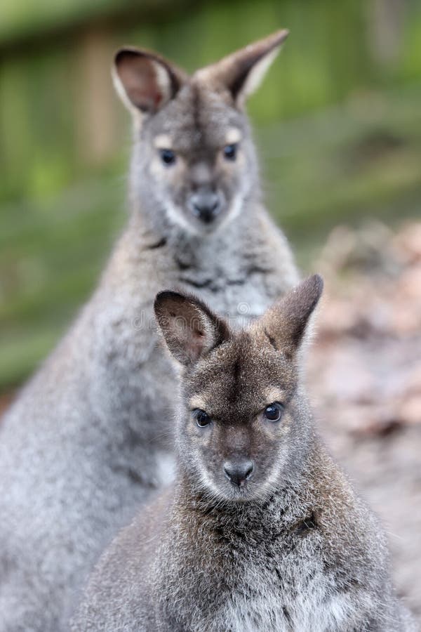 Group of Red-necked Wallabies or Bennett`s Wallaby Stock Photo - Image of adorable, wallabies ...