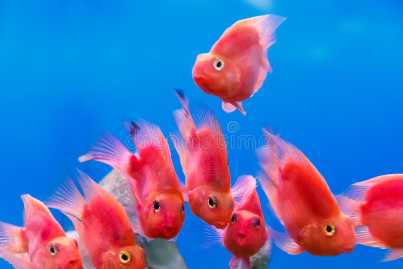 Group of Red Parrot Cichlid Stock Photo - Image of wildlife, fish: 76291418