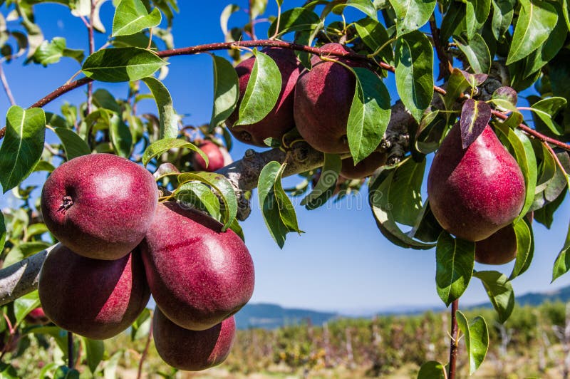 Group of Red Pears in an Orchard Stock Photo - Image of tree, orchard ...