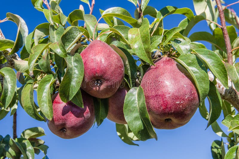 Group of Red Pears in an Orchard Stock Image - Image of bartlett ...