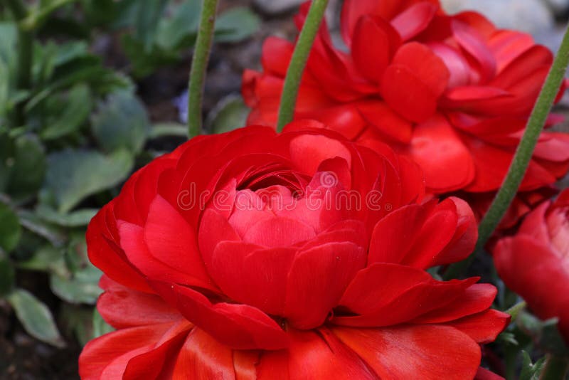 Group of Red Persian Buttercup Flower Ranunculus Asiaticus Stock Image ...