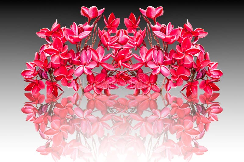 Group of Red Plumeria Flowers Stock Photo - Image of grow, flora: 69885736