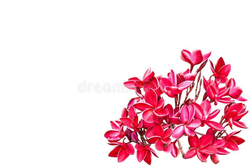 Group of Red Plumeria Flowers Stock Image - Image of tropical ...