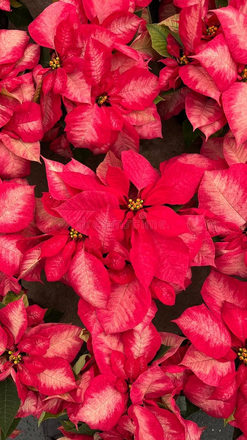 Group of Red Poinsettia Flowers at Christmas Stock Image - Image of ...