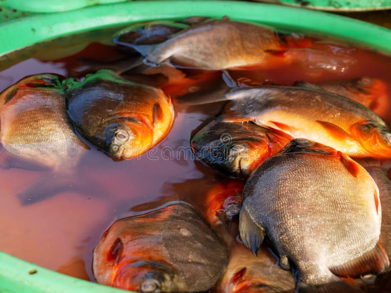 Group of Red Pomfret at the Local Indonesian Fish Market Stock Image ...