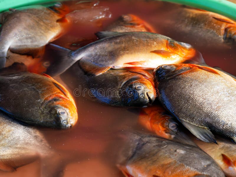 Group of Red Pomfret at the Local Indonesian Fish Market Stock Photo ...