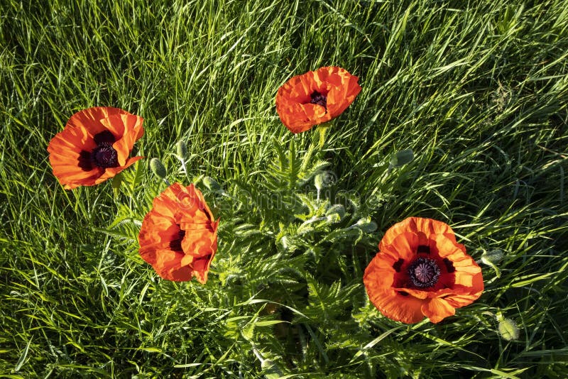 Group of red poppy flowers stock photo. Image of natural - 187338428