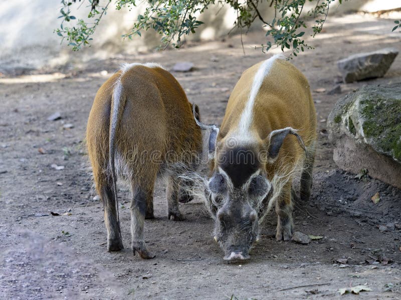 Group of Red River Hog, Potamochoerus Porcus, Foraging in a Fallen Log ...